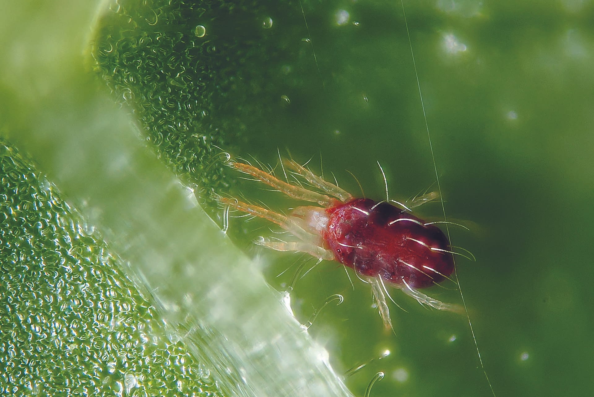 Tetranychus urticae - 7bio